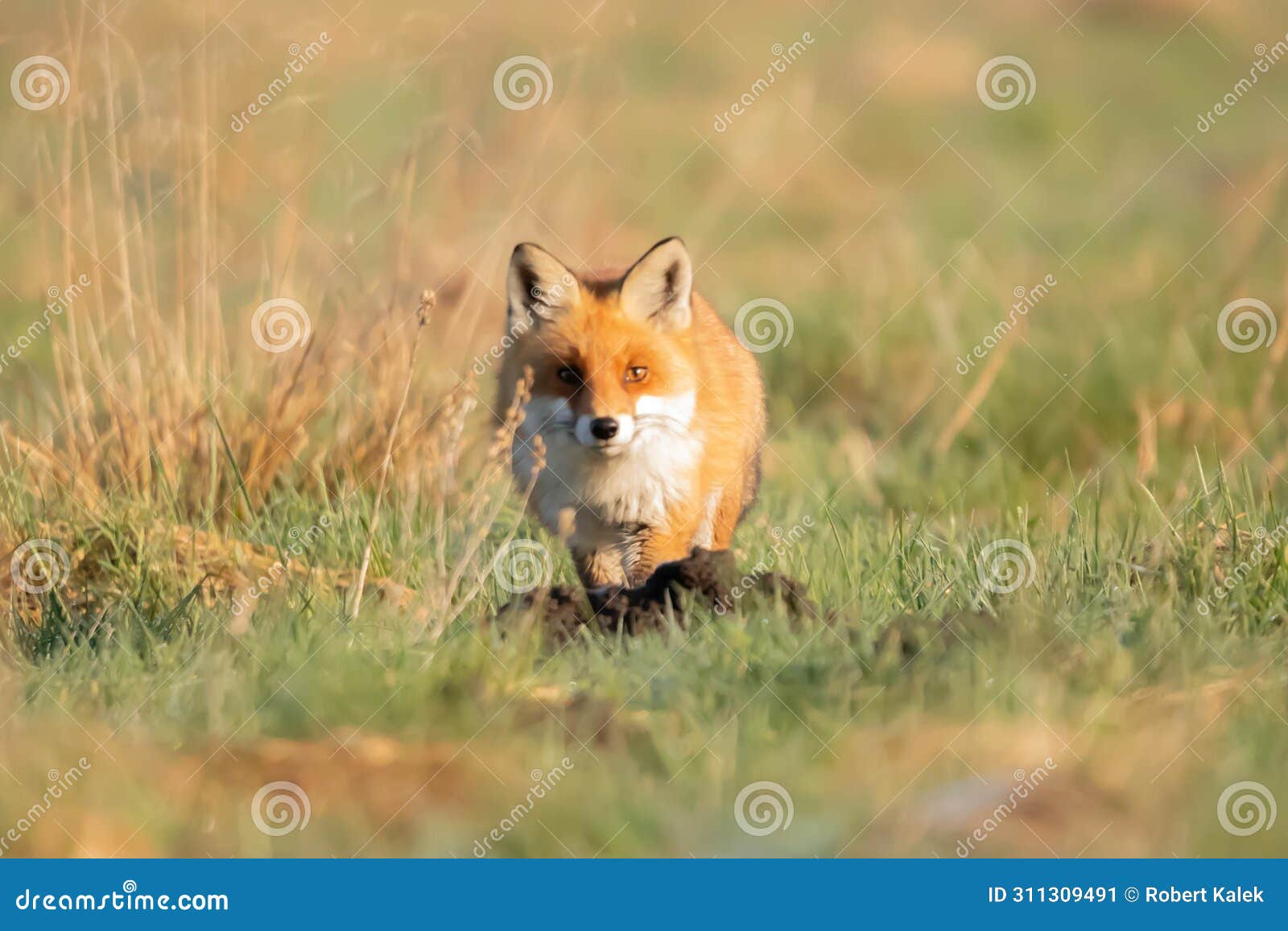 Red Fox, Common Fox Vulpes Vulpes Stock Image - Image of hunt, clever ...