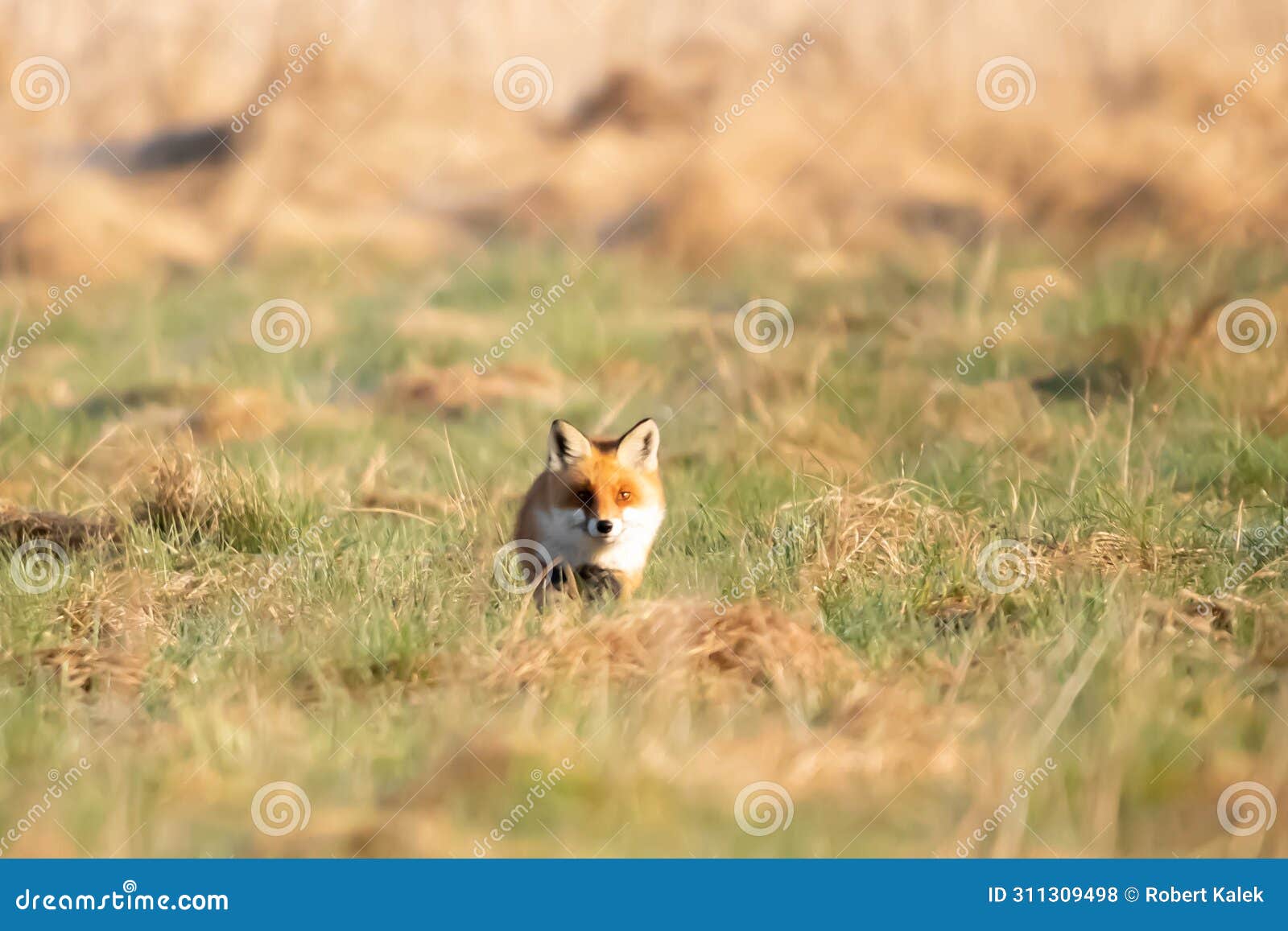 Red Fox, Common Fox (Vulpes Vulpes) Stock Photo - Image of cautious ...