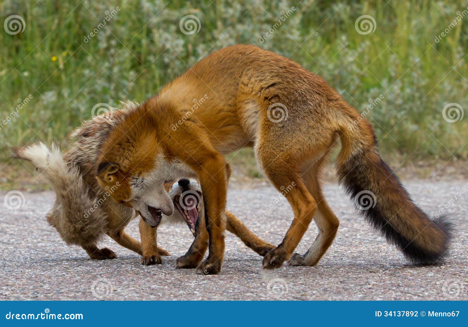Red Fox conflict stock photo. Image of baby, little, green - 34137892