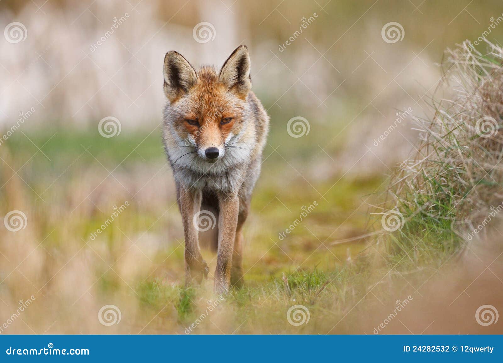 Red fox in countryside stock photo. Image of looks, pricked - 24282532