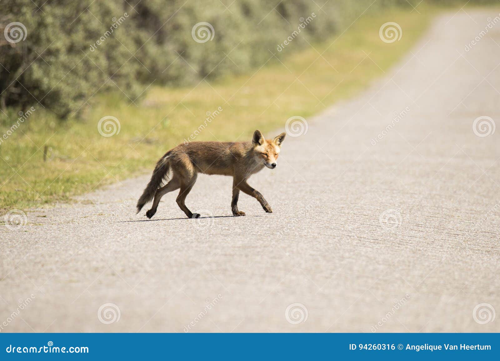Red fox crossing the road stock photo. Image of conservation - 94260316