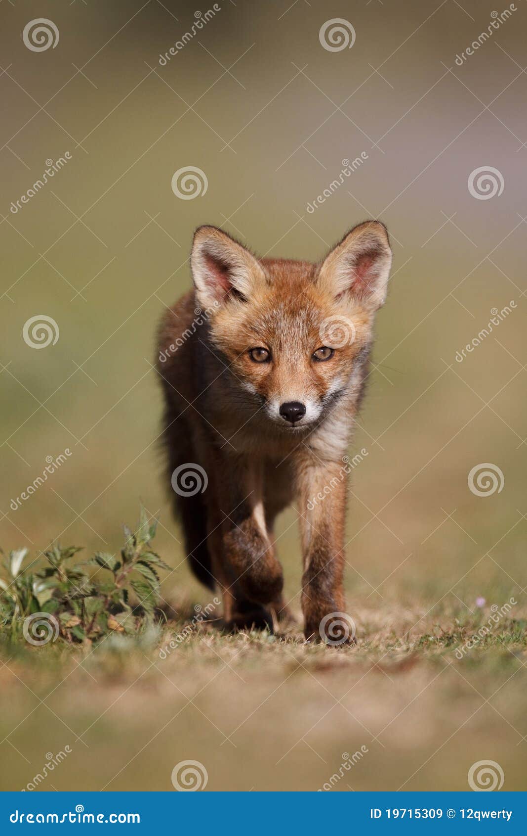 Red fox cub stock image. Image of mammals, spring, family - 19715309