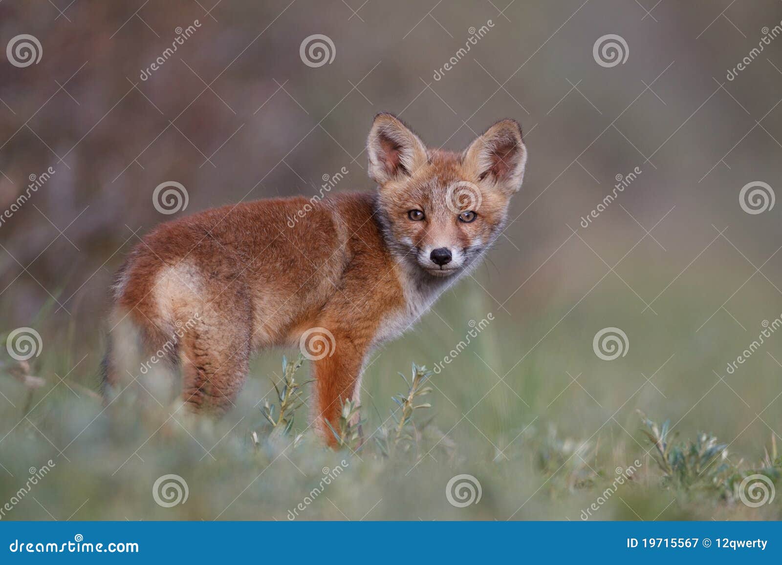 Red fox cub stock image. Image of mammals, predator, vulpes - 19715567