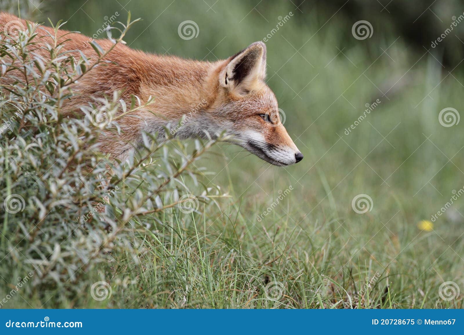 Red Fox cub stock image. Image of vulpes, wildlife, predator - 20728675