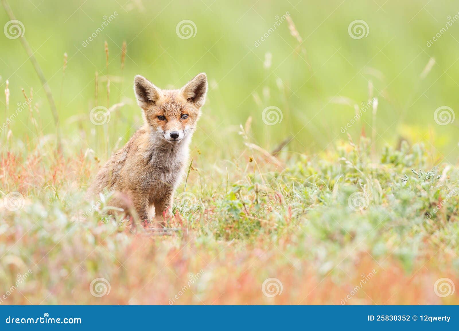 Red fox cub stock photo. Image of mammal, tail, wildlife - 25830352