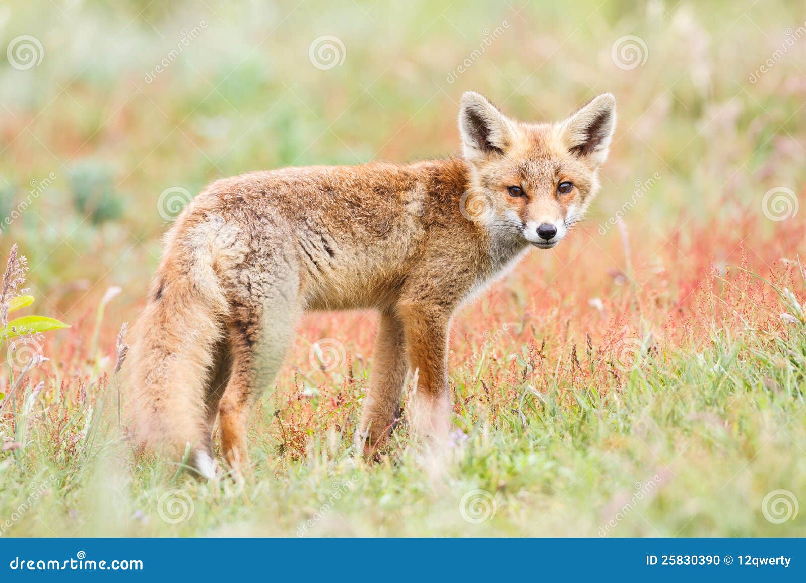 Red fox cub stock photo. Image of spring, young, hunting - 25830390