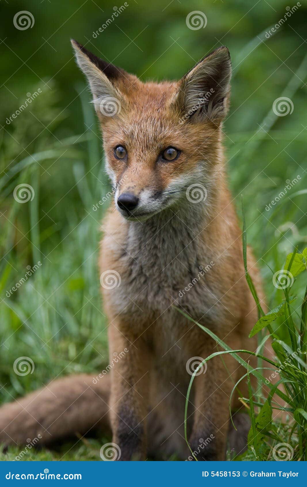 Red Fox cub stock image. Image of british, canine, cute - 5458153