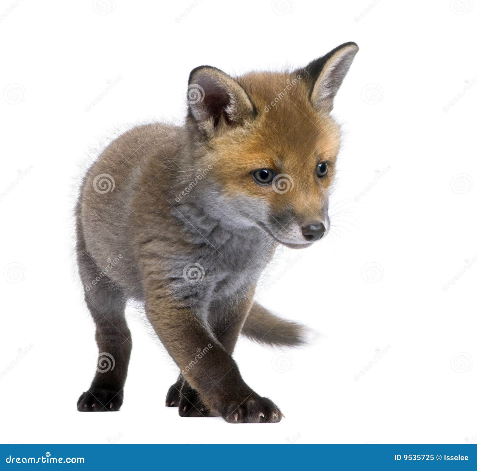 Red Fox Cub (6 Weeks Old)- Vulpes Vulpes Stock Image - Image of white ...