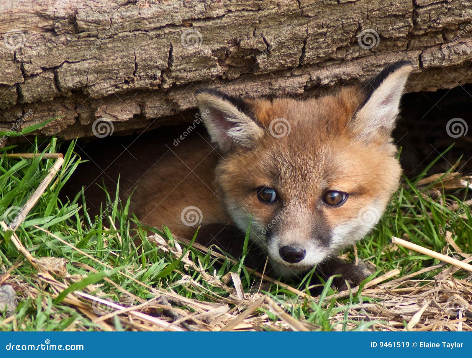 Red Fox Cub stock image. Image of native, countryside - 9461519
