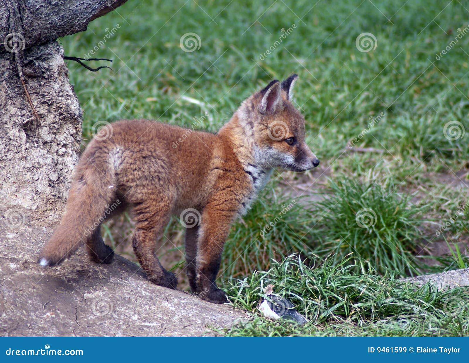 Red Fox Cub stock image. Image of conservation, nature - 9461599