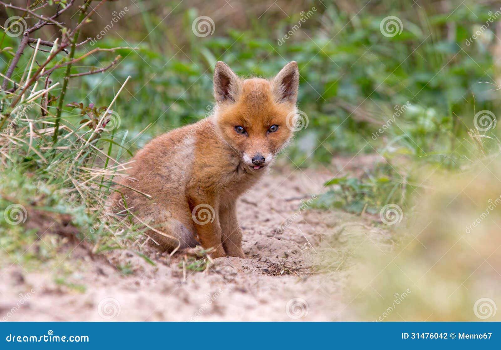 Red fox cub stock photo. Image of mammal, face, furry - 31476042