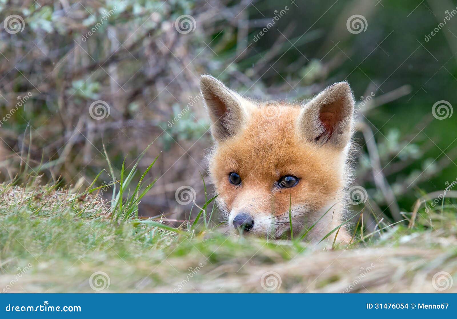 Red fox cub stock photo. Image of look, outdoors, mammal - 31476054