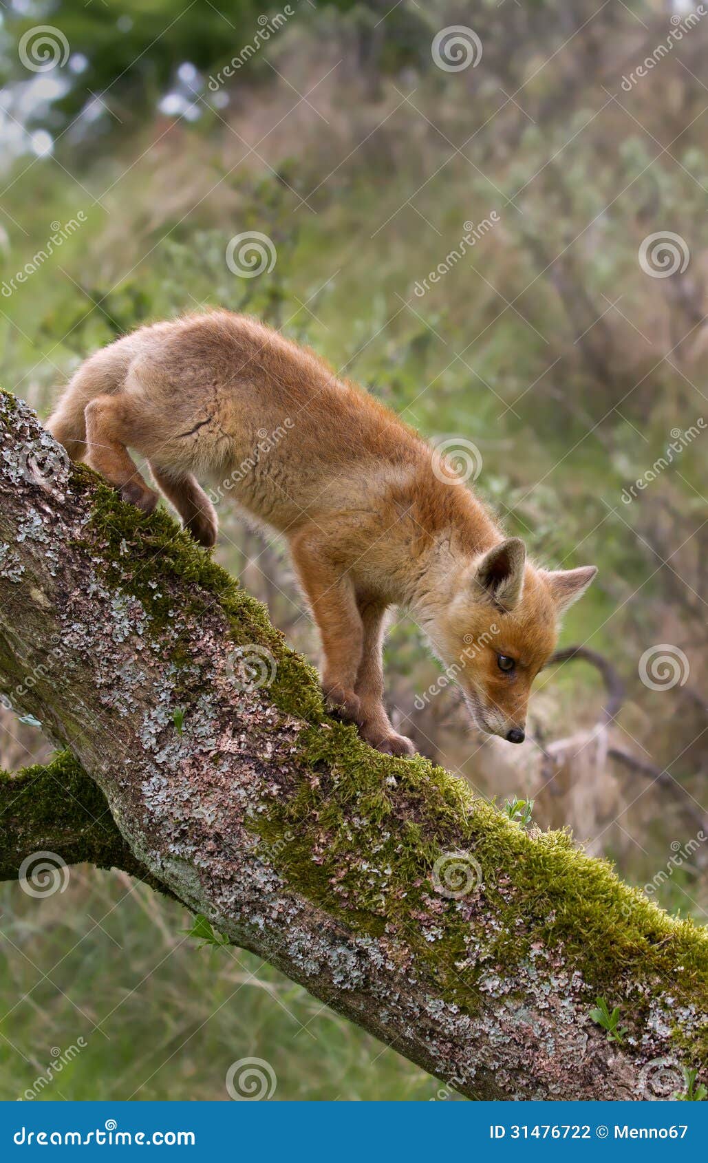 Red fox cub stock photo. Image of baby, nature, young - 31476722