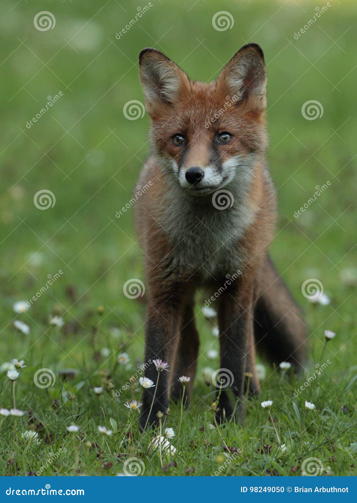 Red fox cub. stock photo. Image of nature, wildlife, cubs - 98249050