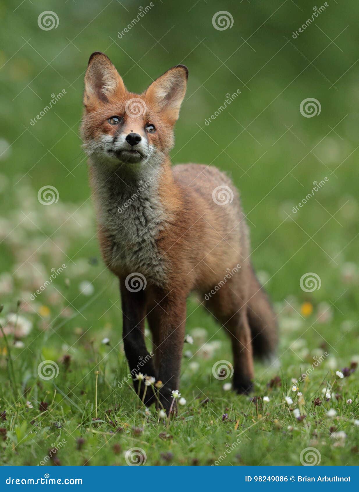 Red fox cub. stock photo. Image of wild, hunting, walking - 98249086