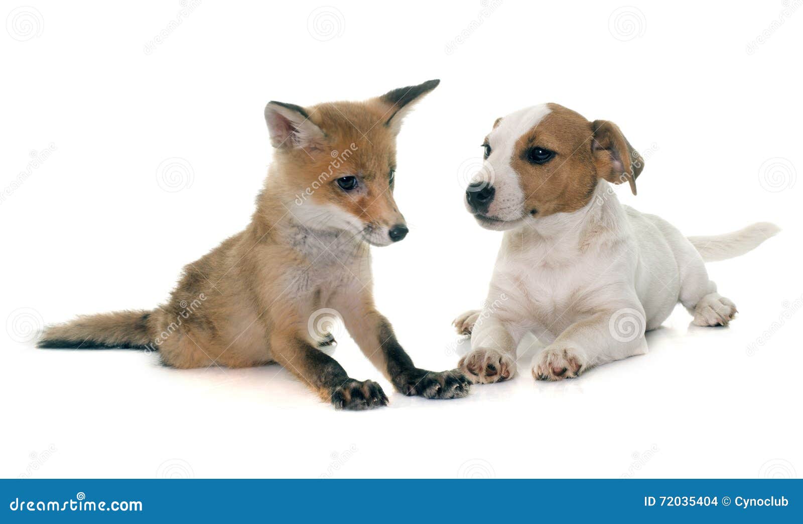 Red fox cub and dog stock photo. Image of russel, background - 72035404