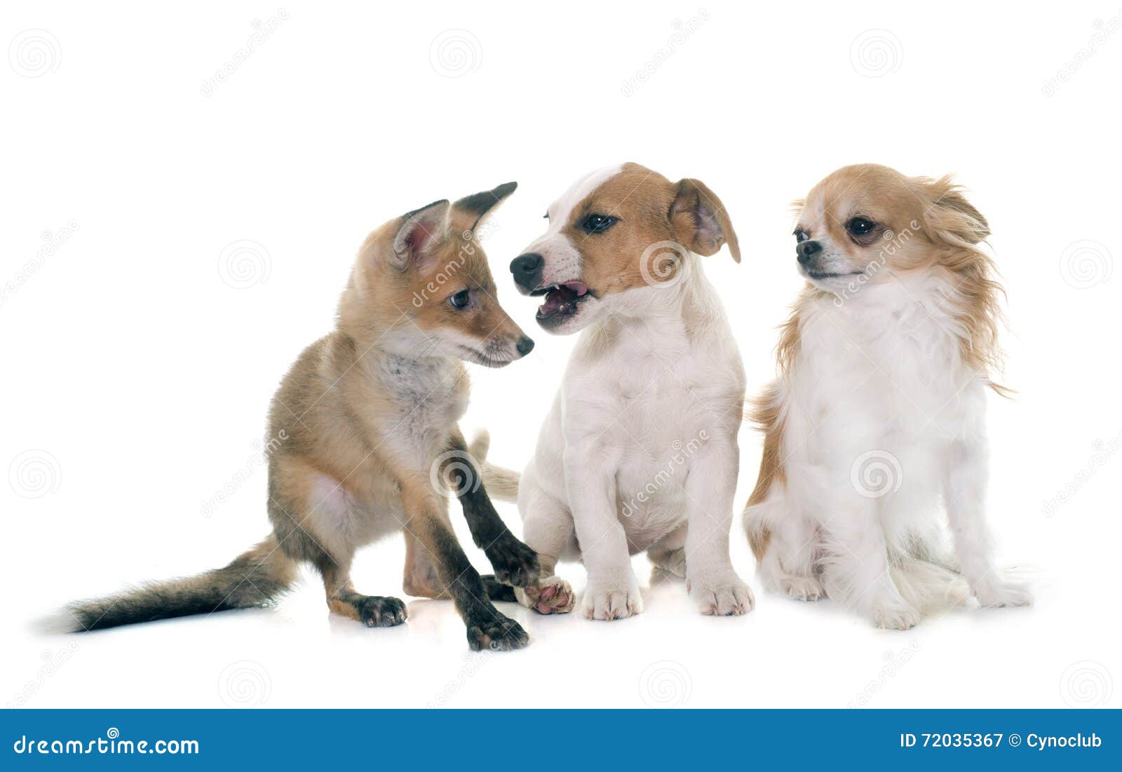 Red fox cub and dogs stock image. Image of friends, hunter - 72035367