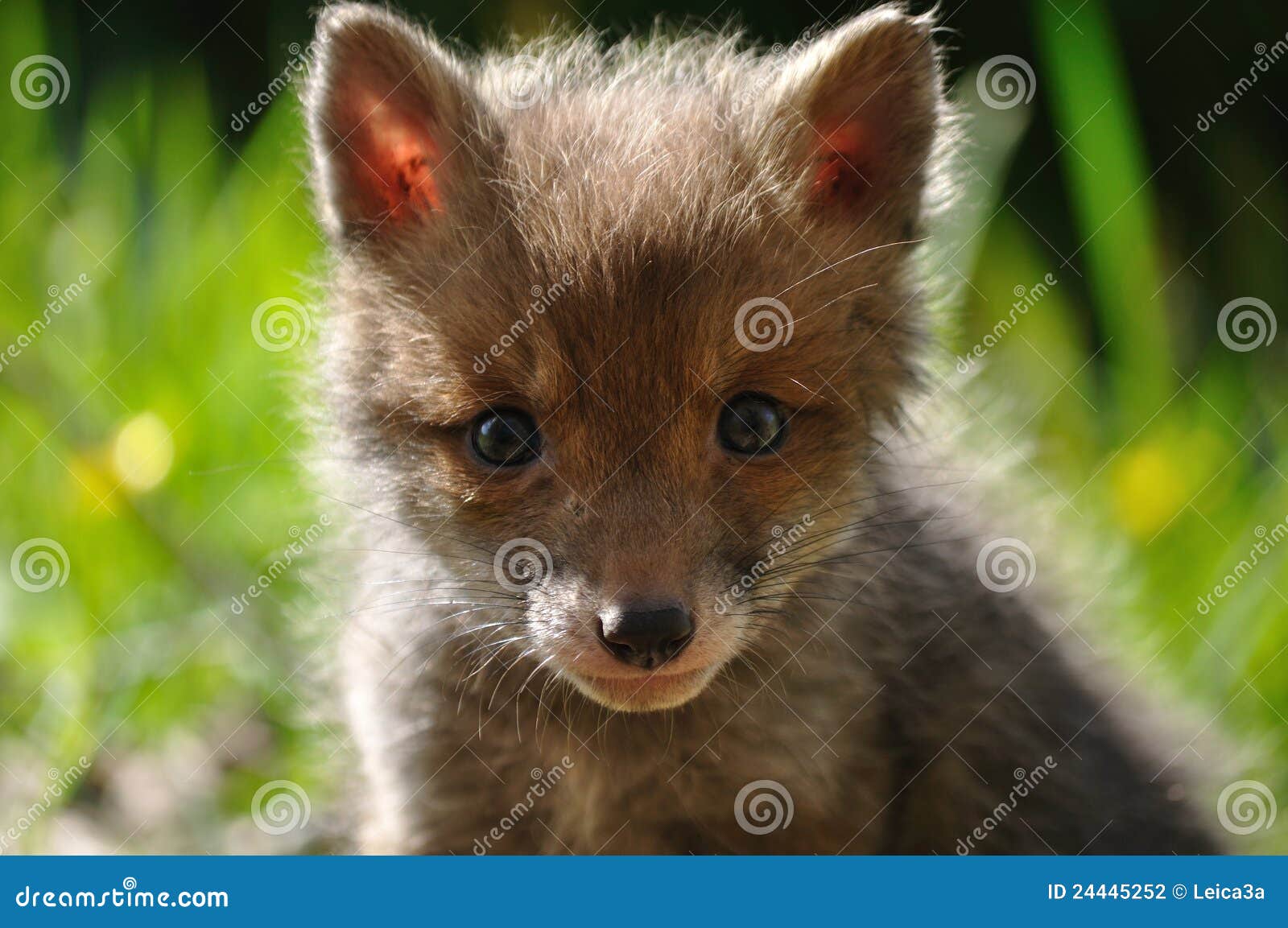 Red fox cub face stock photo. Image of whiskers, young - 24445252
