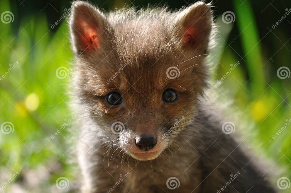 Red fox cub face stock photo. Image of whiskers, young - 24445252