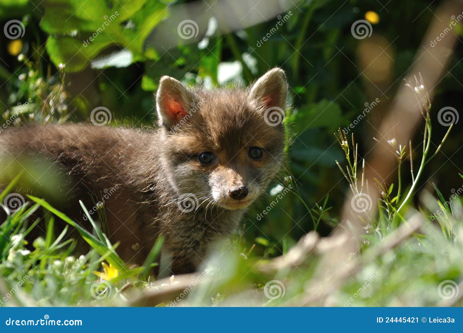 Red fox cub face stock image. Image of undergrowth, curiosity - 24445421
