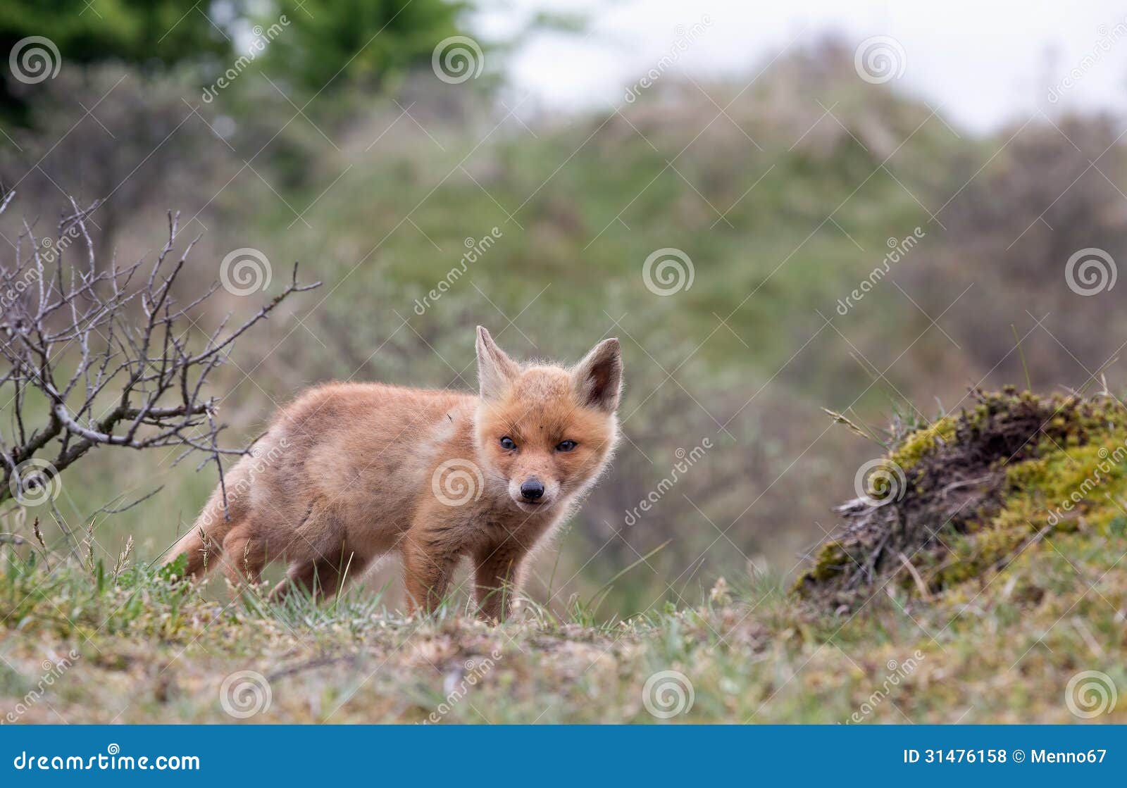 Red fox cub stock photo. Image of beast, cute, mammal - 31476158