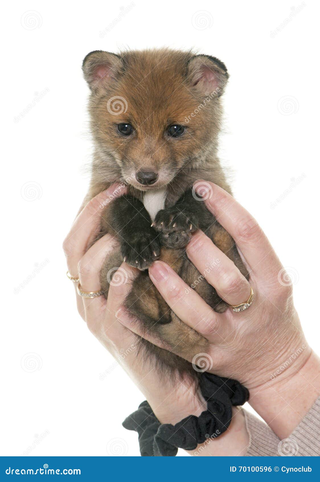 Red fox cub in hands stock photo. Image of isolated, carnivore - 70100596