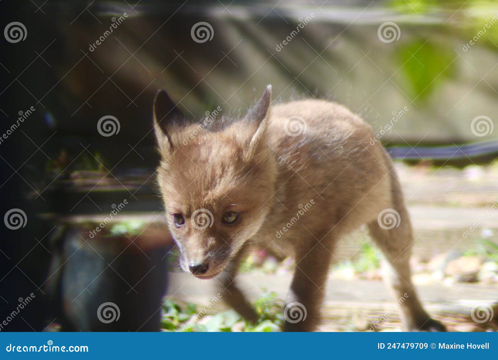 A red fox in the sunshine stock image. Image of nature - 247479709