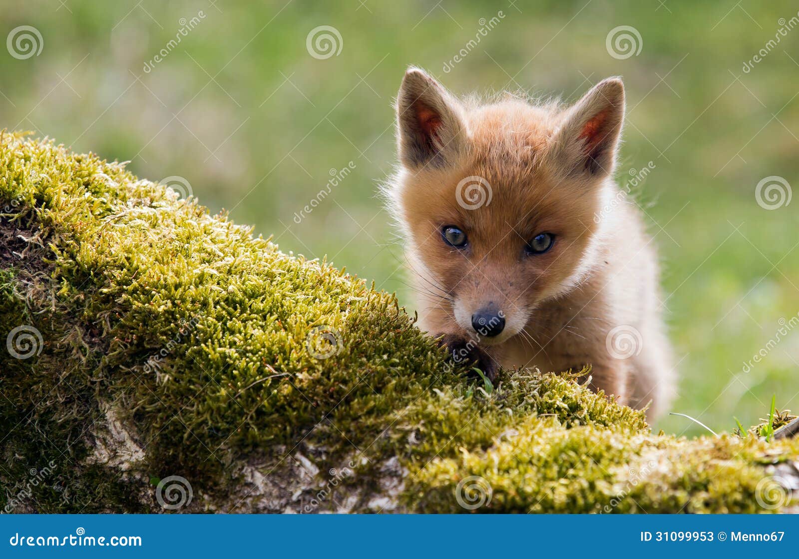 Red fox cub stock image. Image of green, animal, hunter - 31099953