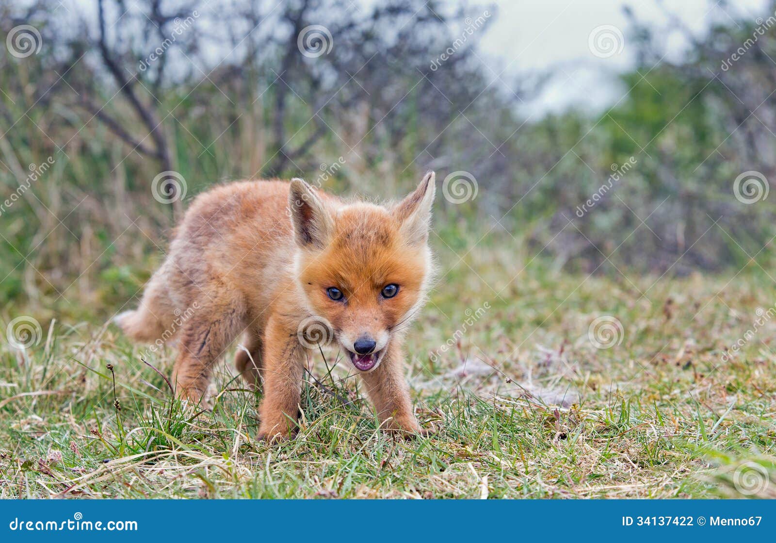 Red fox cub stock photo. Image of wild, spring, mammal - 34137422