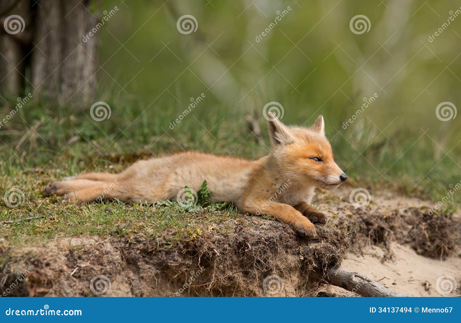 Red fox cub stock photo. Image of little, beast, explore - 34137494