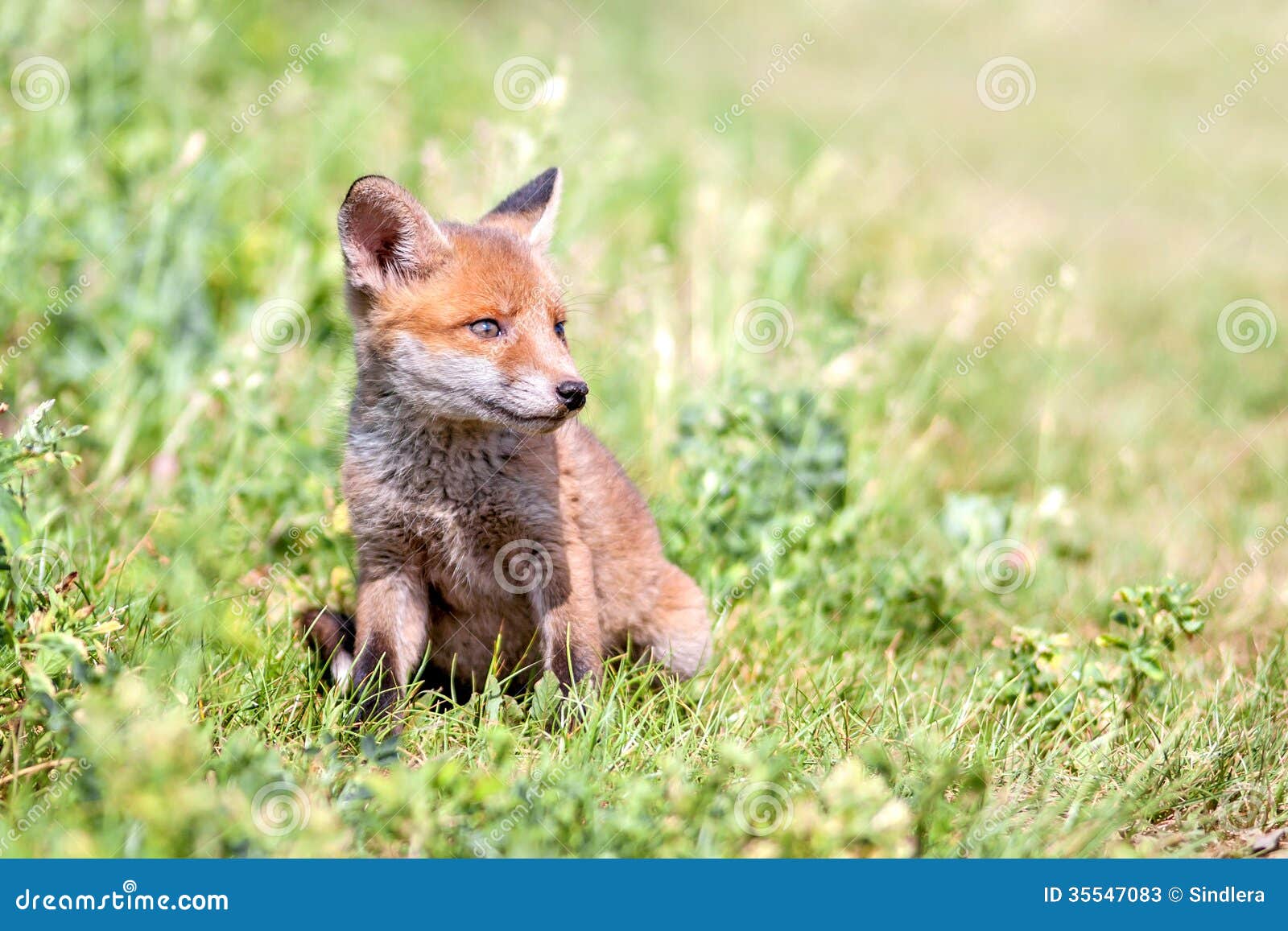 Red fox cub. stock image. Image of beast, brown, juvenile - 35547083