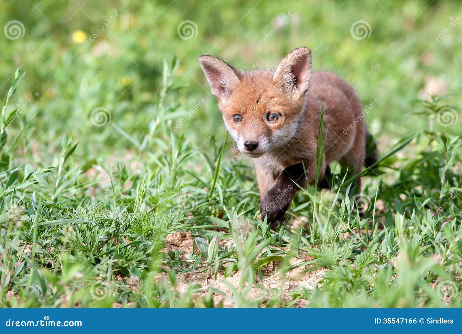 Red fox cub. stock photo. Image of face, dunes, green - 35547166