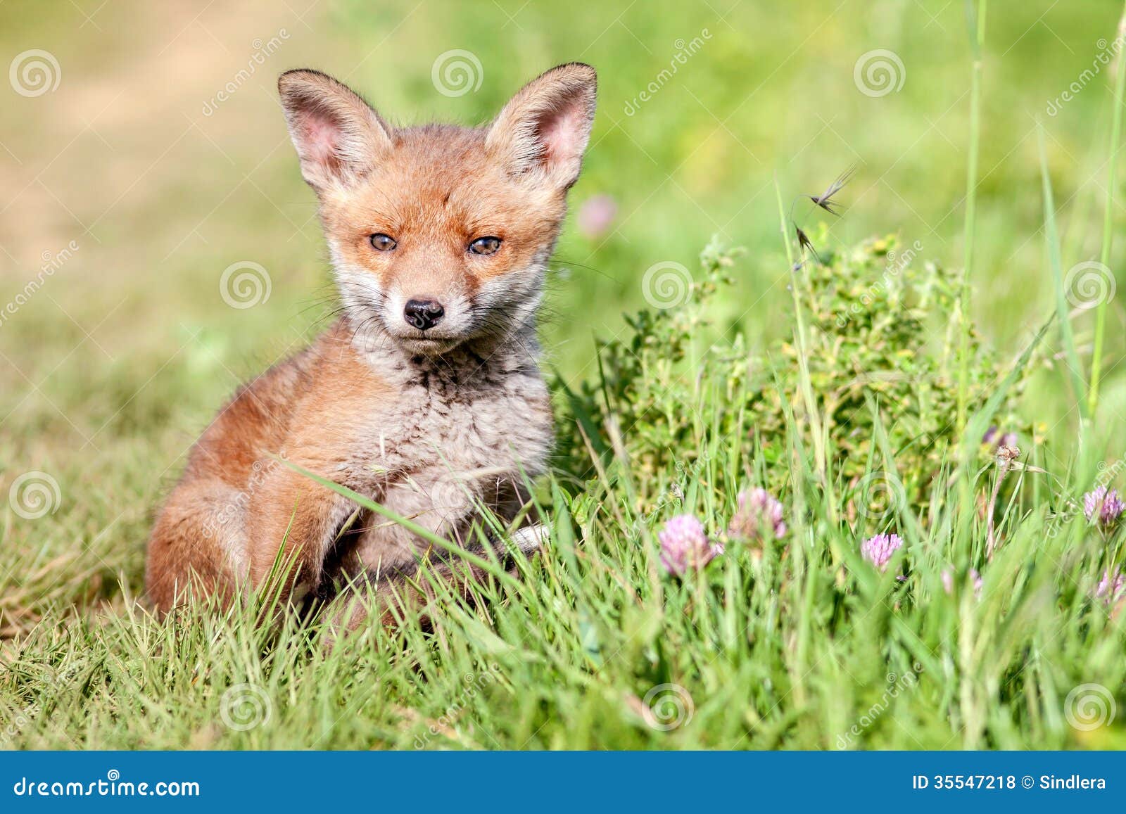 Red fox cub. stock photo. Image of furry, closeup, baby - 35547218