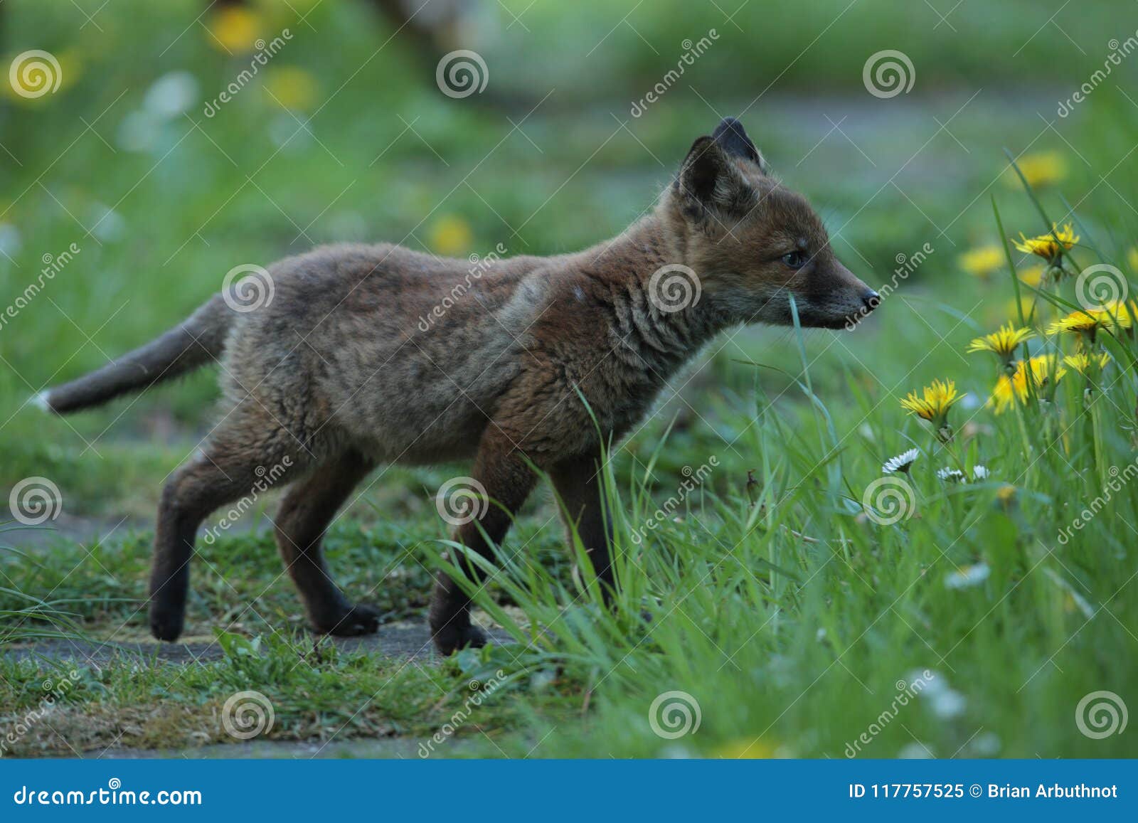 Red fox cub on meadow stock image. Image of canis, born - 117757525