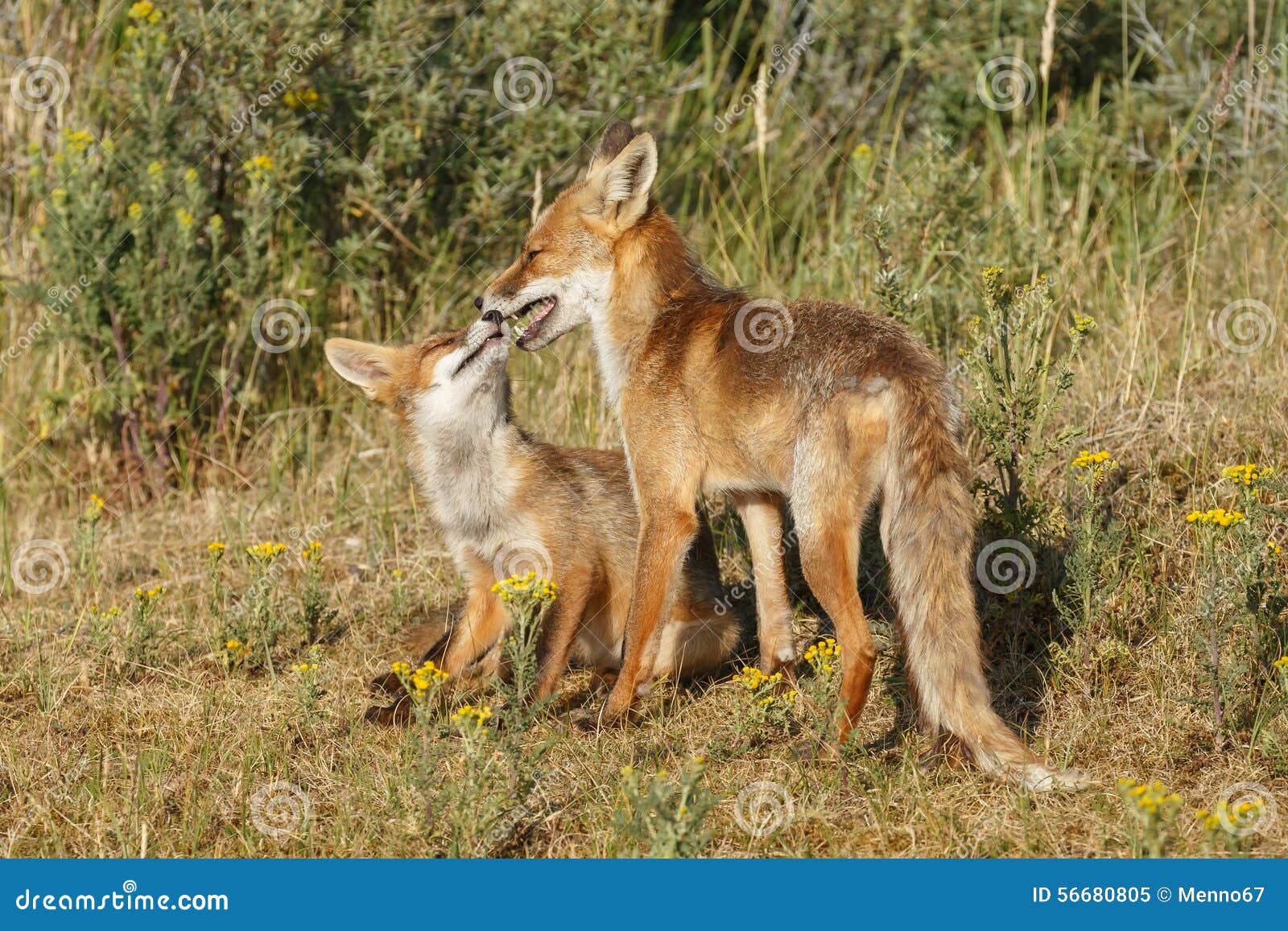 Red fox cub and mother stock image. Image of brown, mammal - 56680805