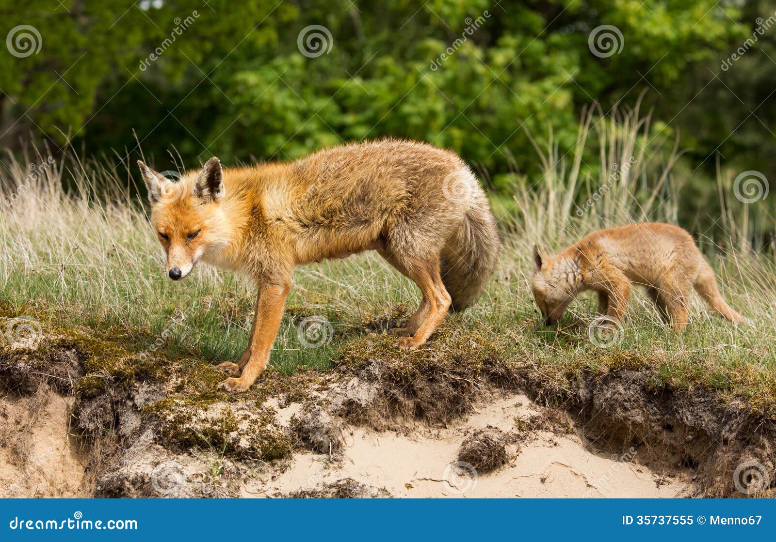 Red fox cub and mother stock image. Image of furry, face - 35737555