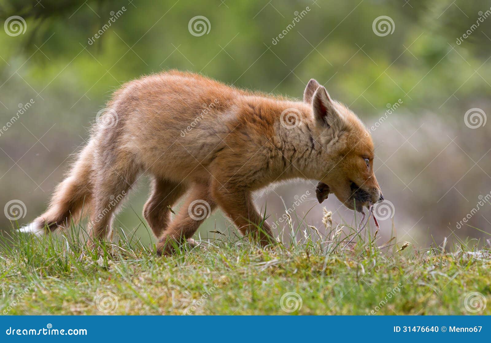 Red fox cub stock photo. Image of green, orange, mammal - 31476640