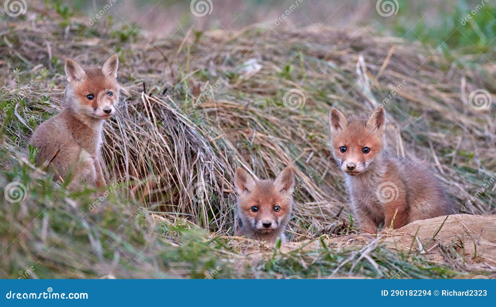Red Fox Cub in Natural Habitat (Vulpes Vulpes) Stock Photo - Image of ...