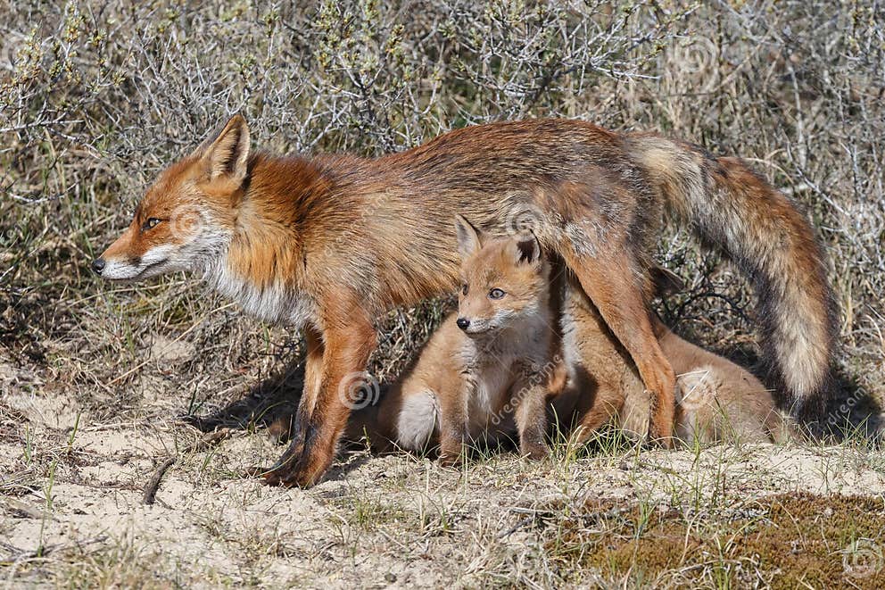 Red fox cub stock image. Image of devious, close, animal - 332540619