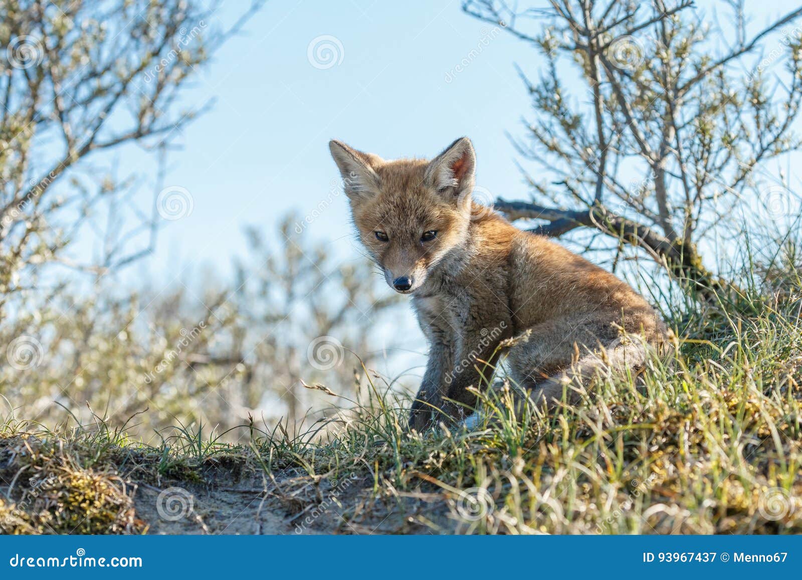 Red fox cub stock image. Image of animal, white, carnivore - 93967437