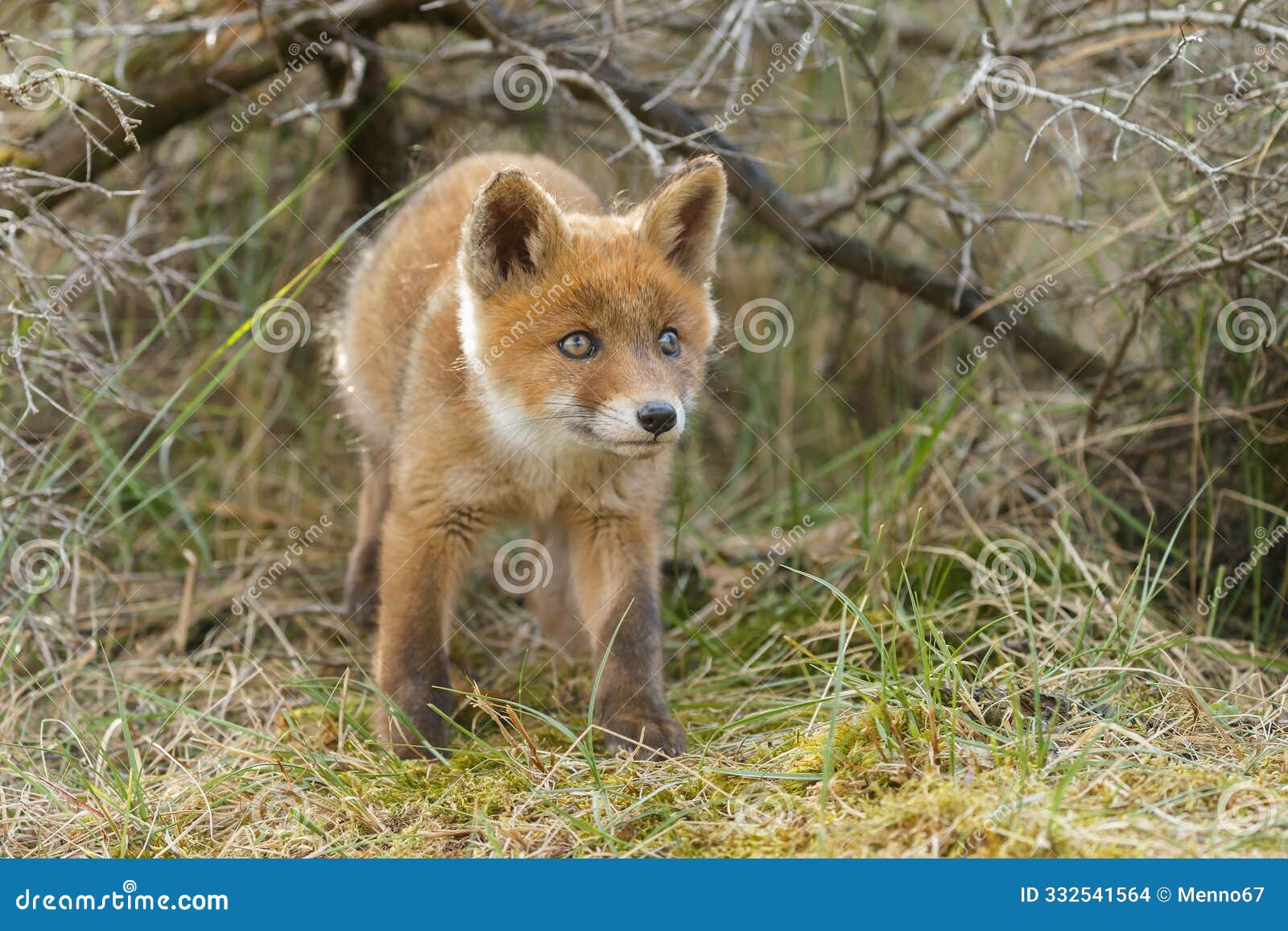 Red fox cub stock photo. Image of stare, spring, little - 332541564