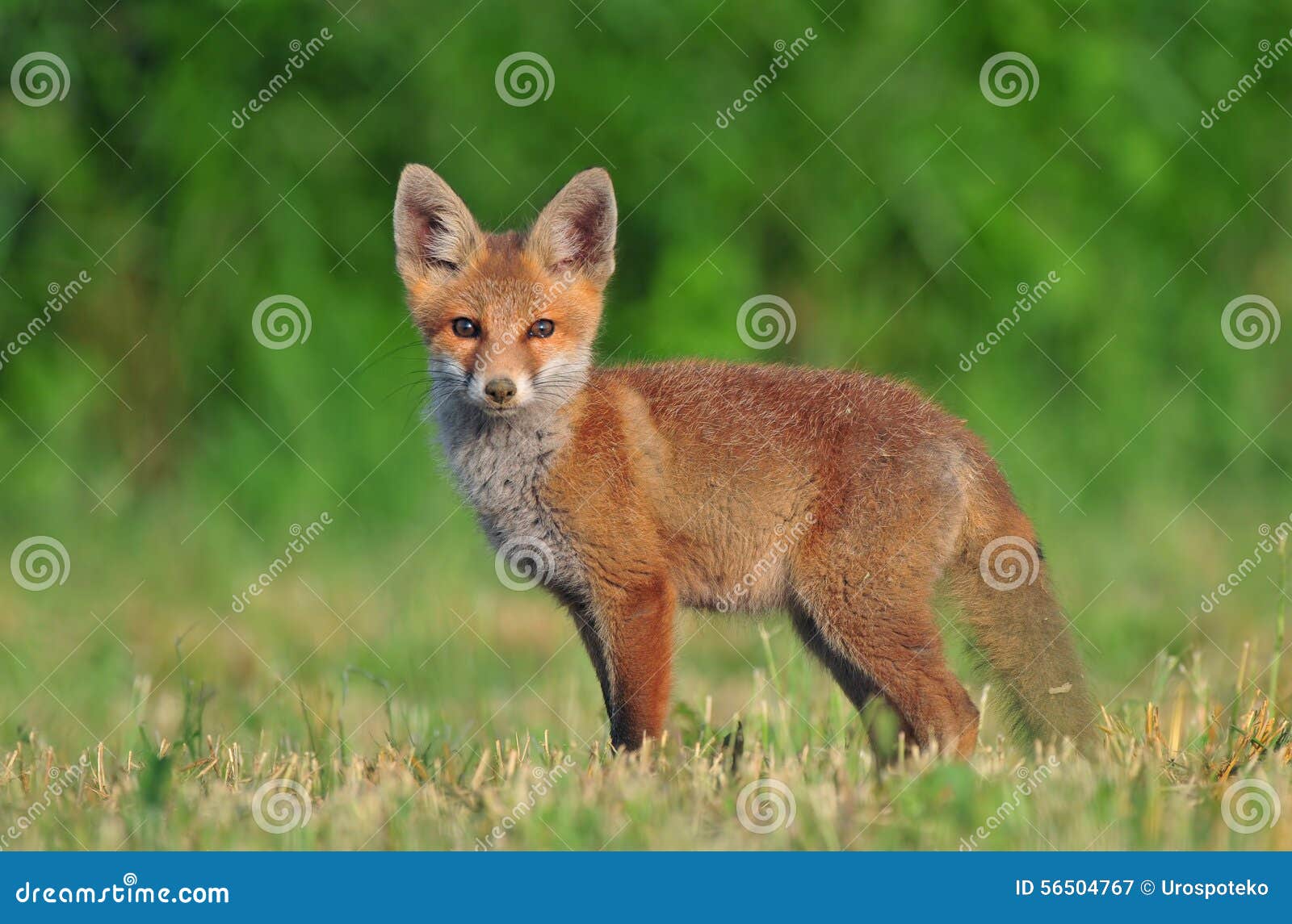 Red fox cub stock image. Image of hunter, juvenile, lawn - 56504767