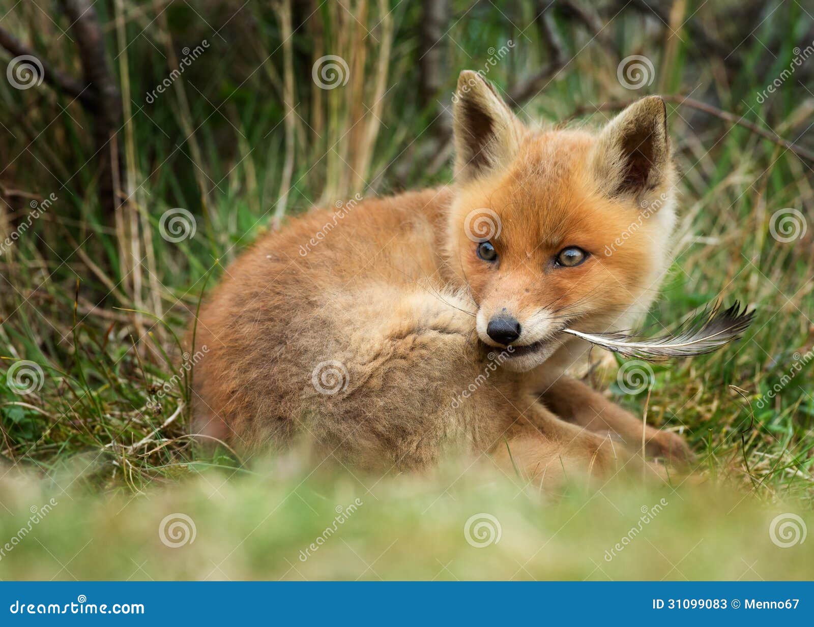 Red fox cub stock image. Image of family, mammal, green - 31099083