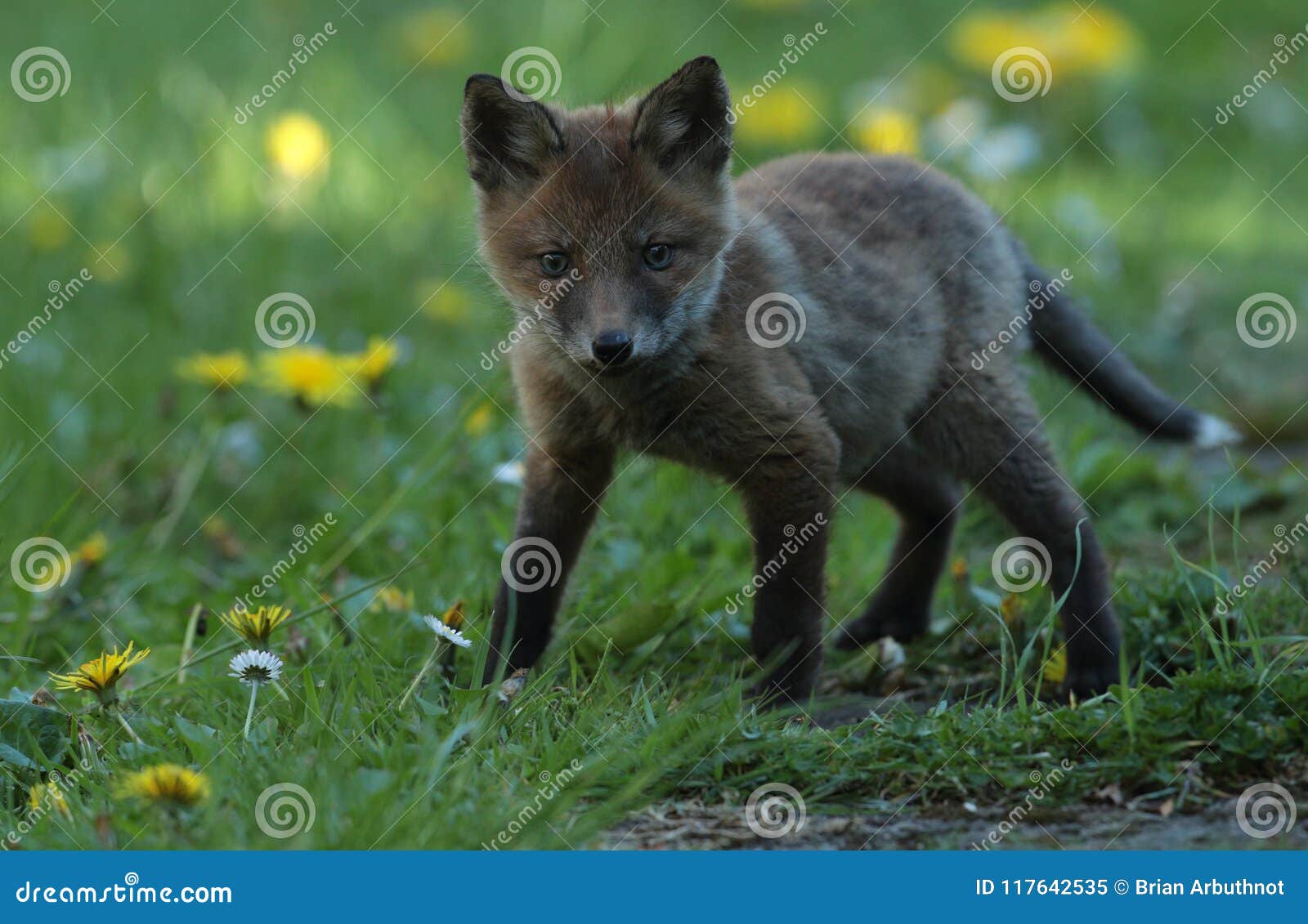 Red Fox Cub stock image. Image of spring, grass, wild - 117642535