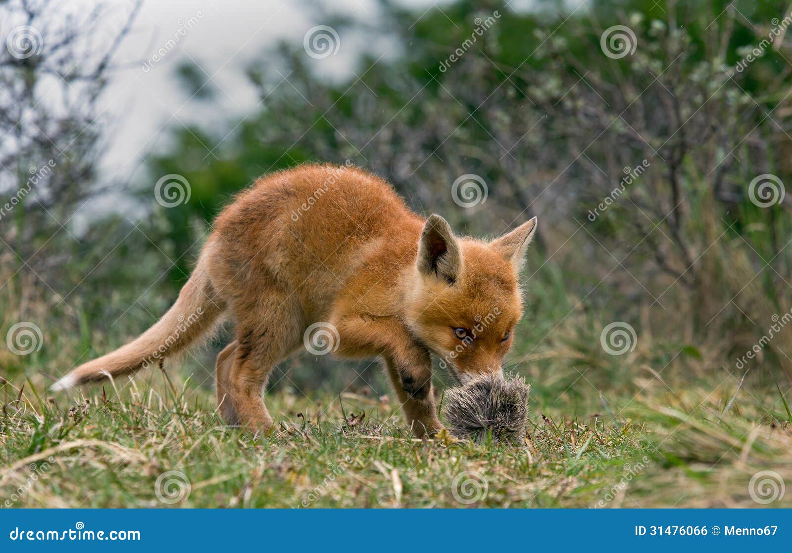 Red fox cub stock photo. Image of animal, face, little - 31476066