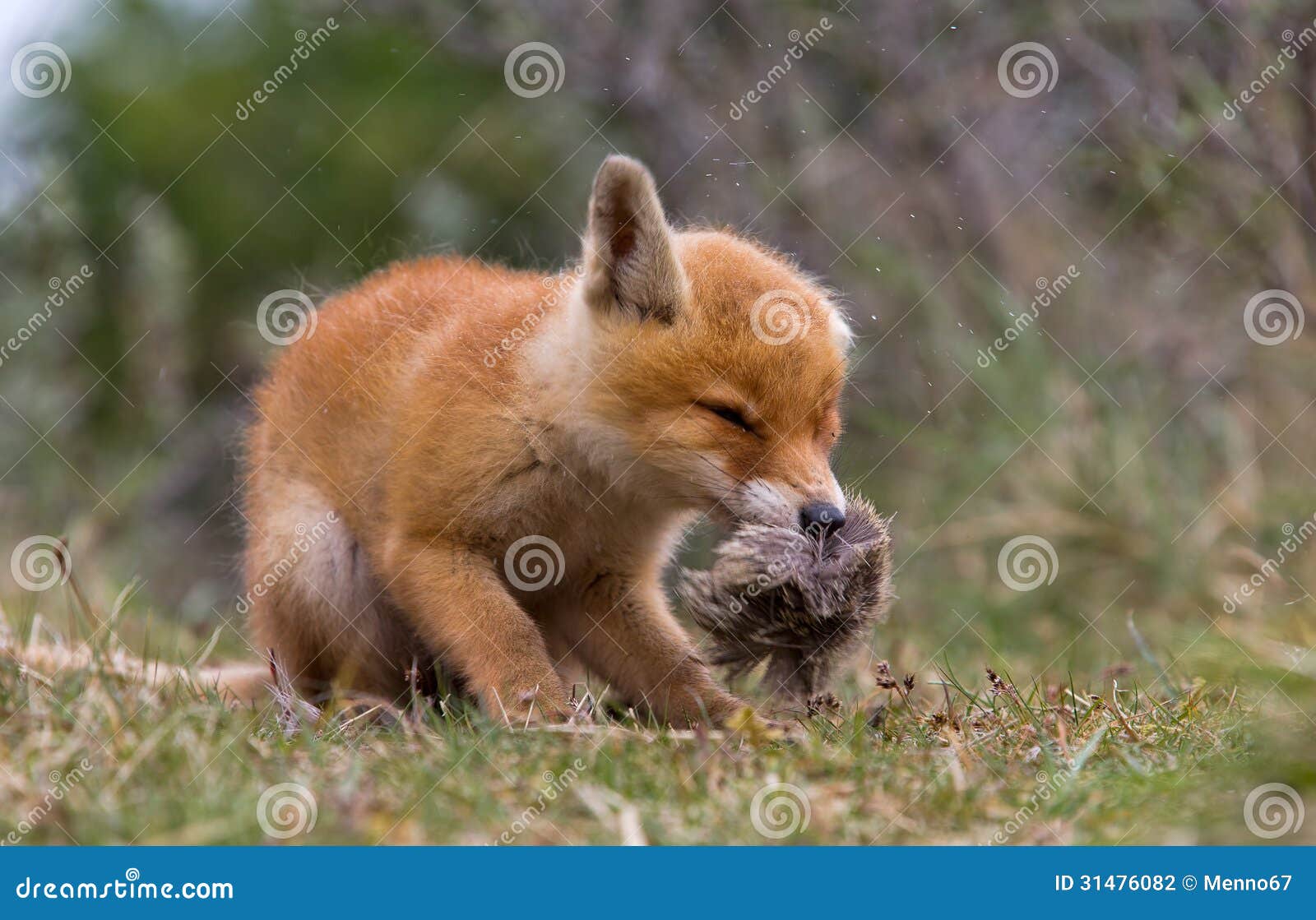 Red fox cub stock photo. Image of family, grass, green - 31476082