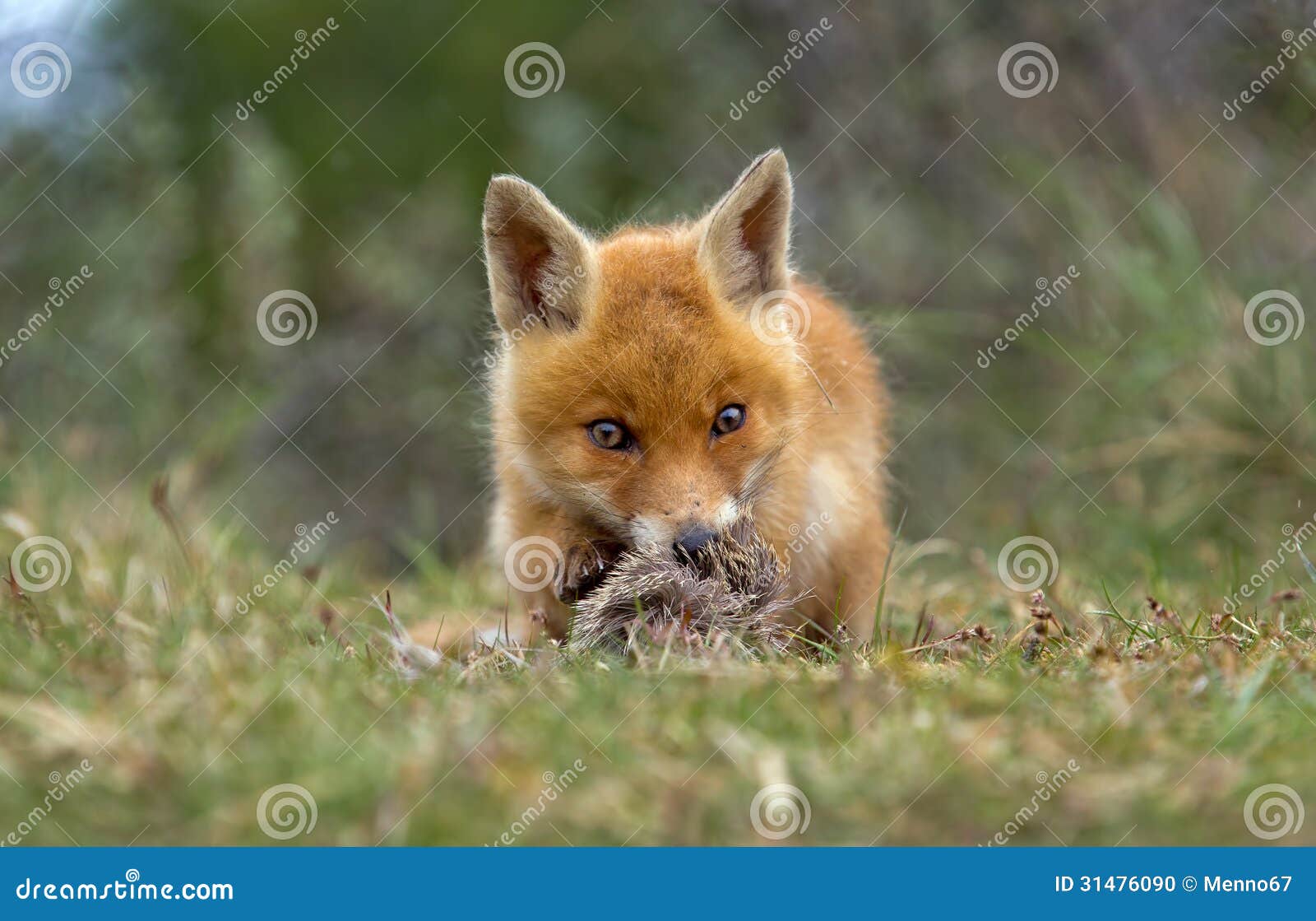 Red fox cub stock photo. Image of alert, wild, green - 31476090