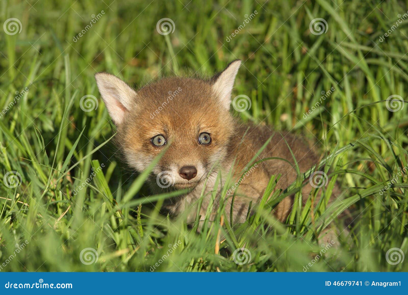 Red fox cub stock image. Image of cute, animal, daytime - 46679741