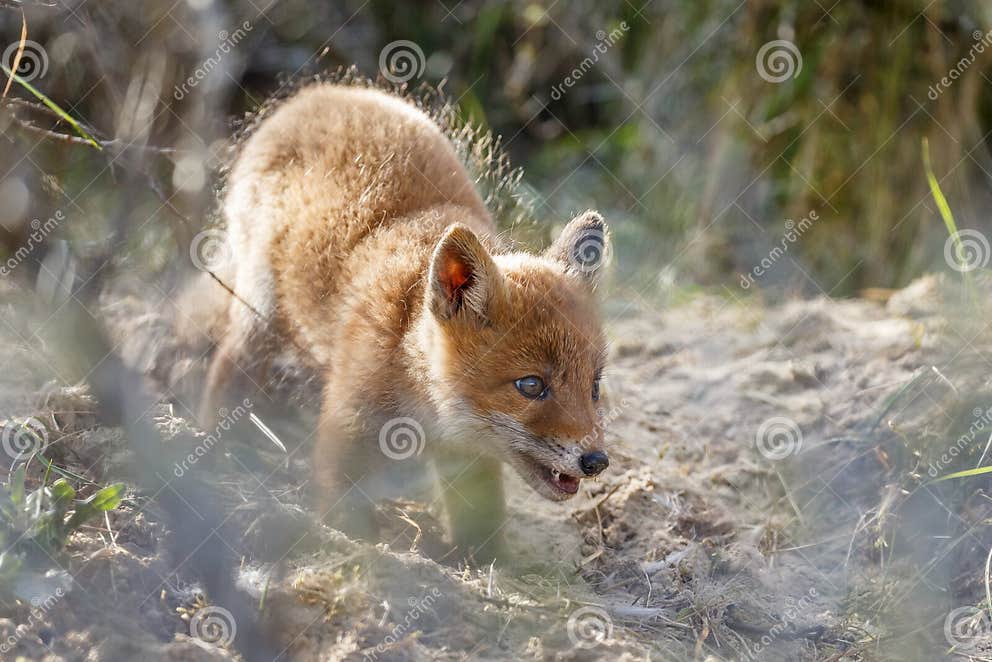 Red fox cub stock photo. Image of green, furry, devious - 332540816