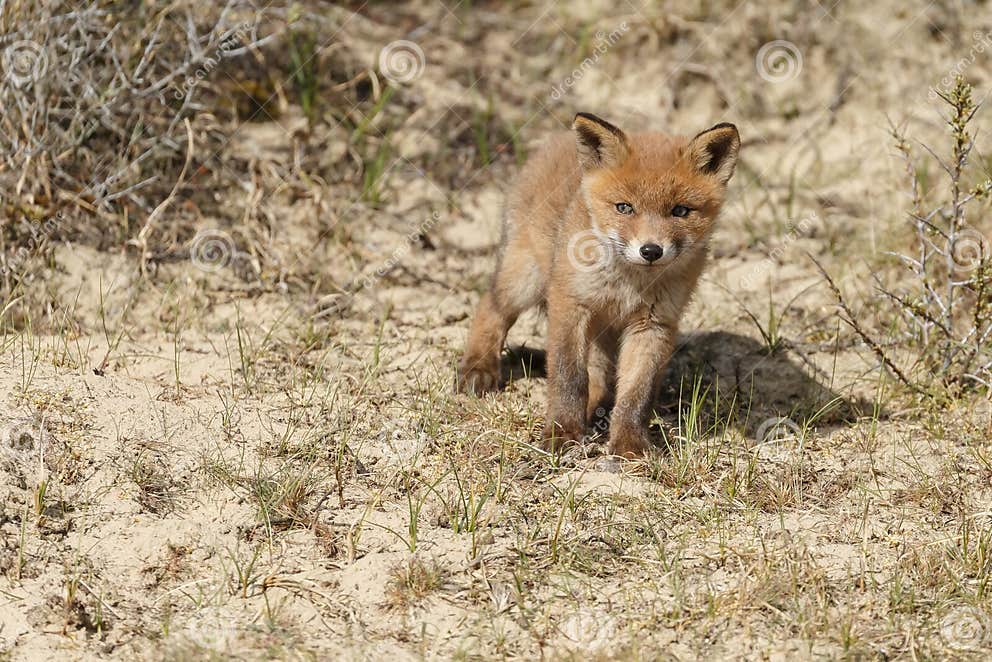 Red fox cub stock photo. Image of spring, bushes, portrait - 332541096